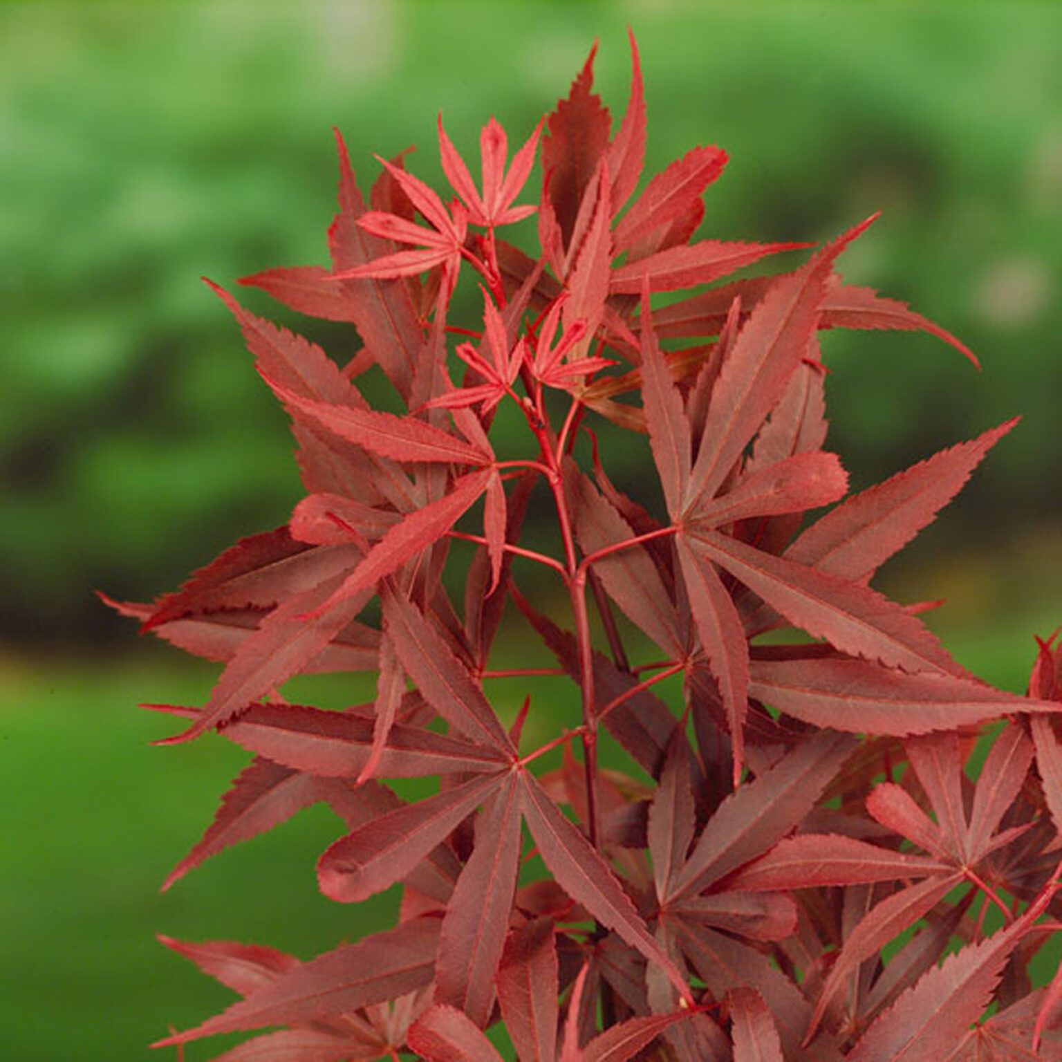 Acer palmatum - Plant Profile