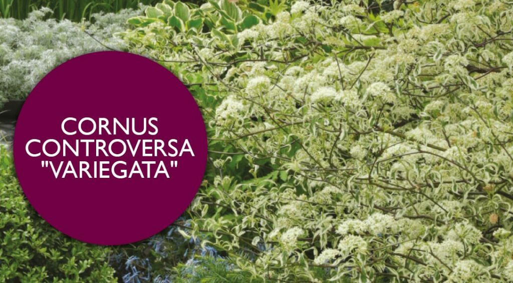 Cornus controversa ‘Variegata’ - Plant Profile | Hillier