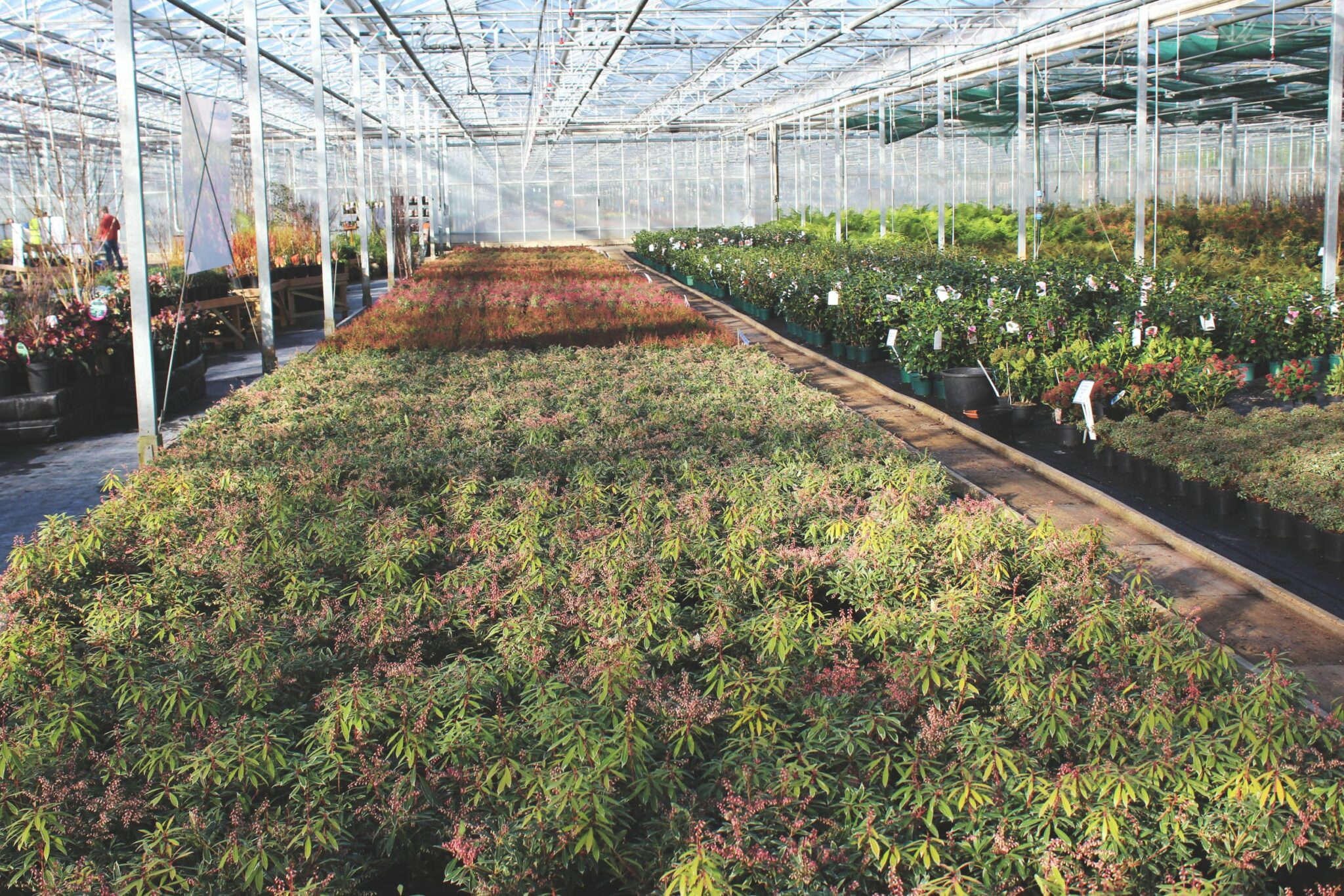 See Offers Available in our Garden Centres or Online - Hillier