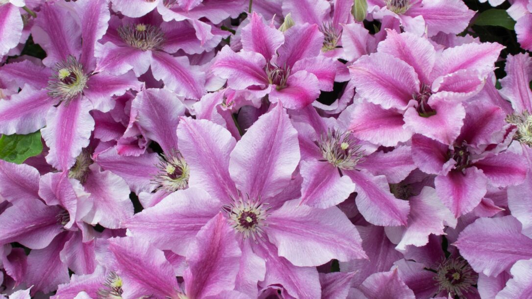Raymond Evison Clematis - Plant Profile | Hillier Garden Centres