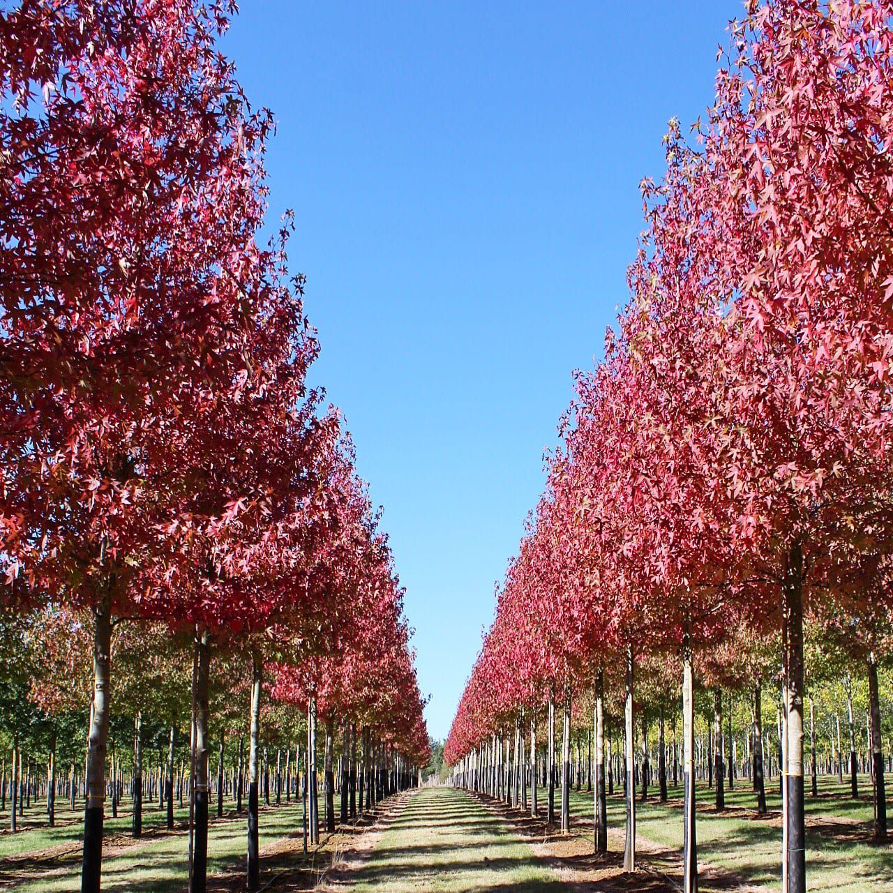 How to Order Trees from Hillier