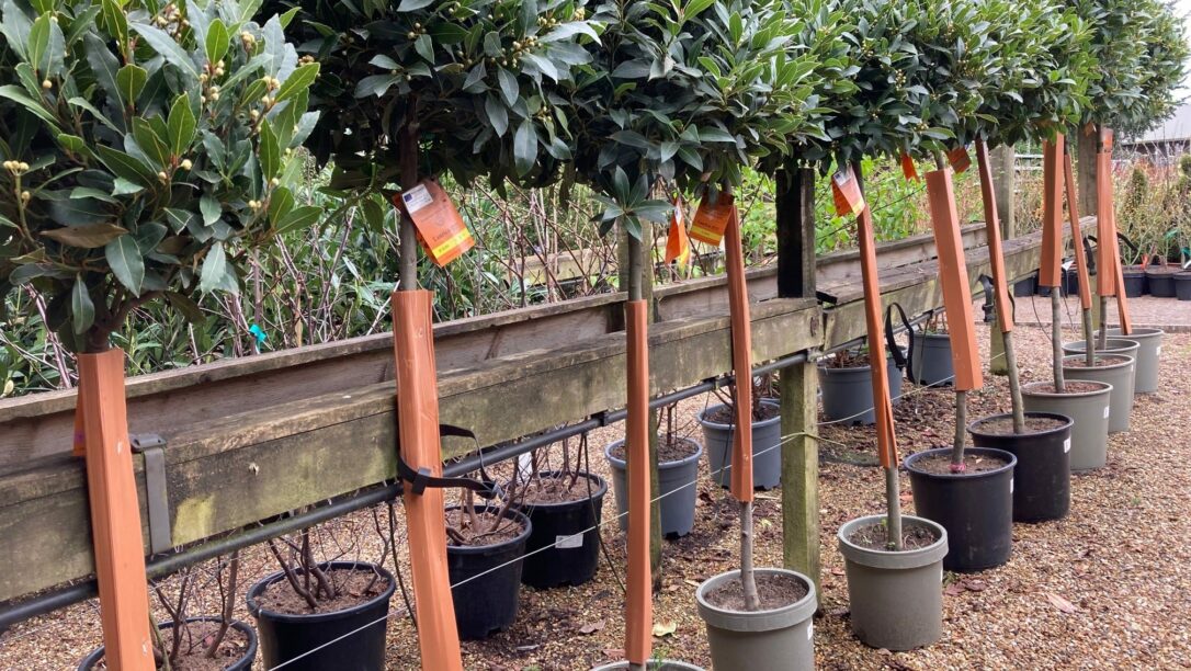 Shaped Bay Trees - Plant Profile | Hillier Garden Centres