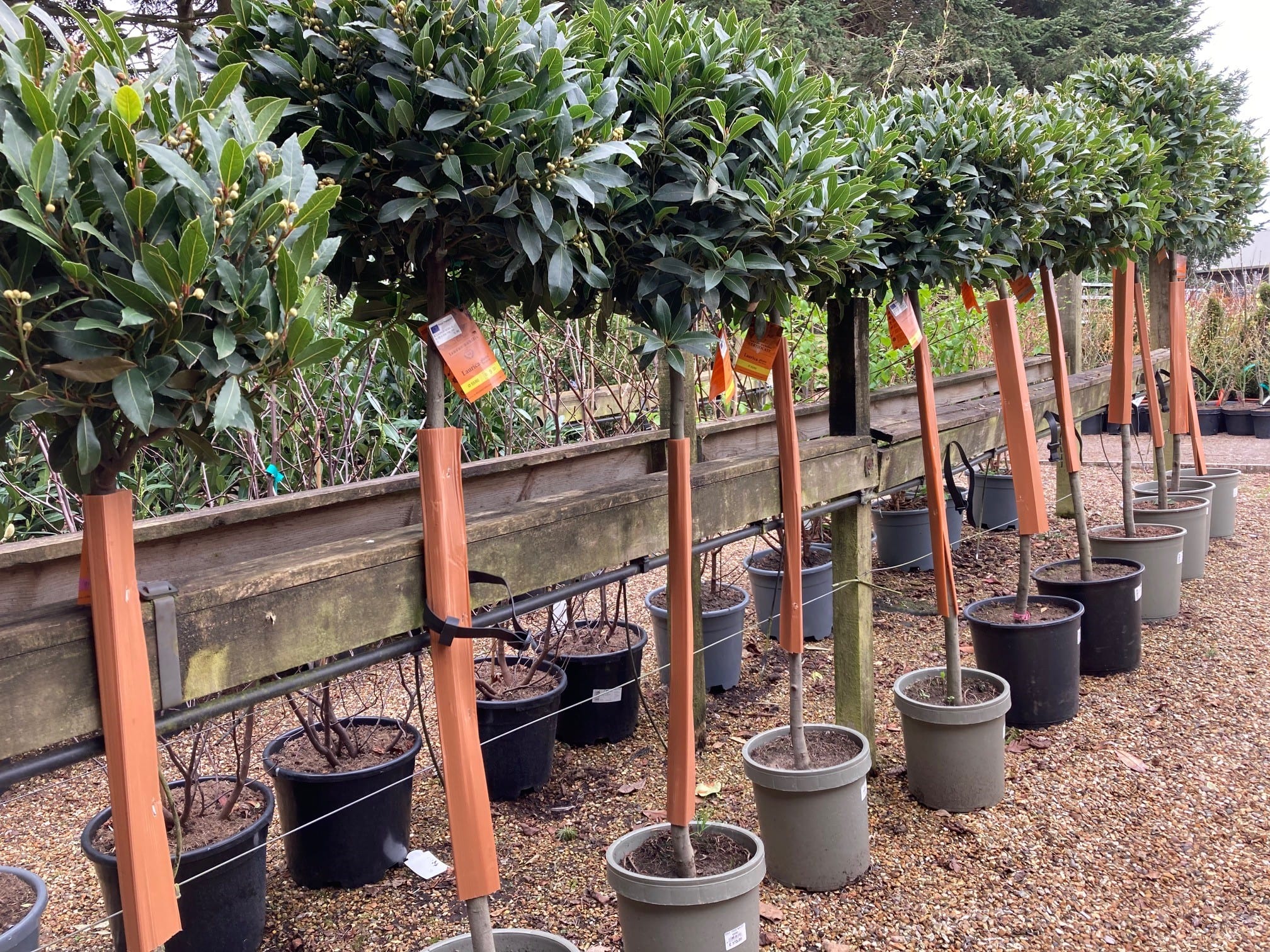Shaped Bay Trees - Plant Profile | Hillier Garden Centres