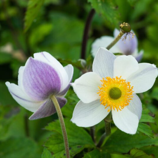 Plants | Seasonal British Grown Plants - Hillier