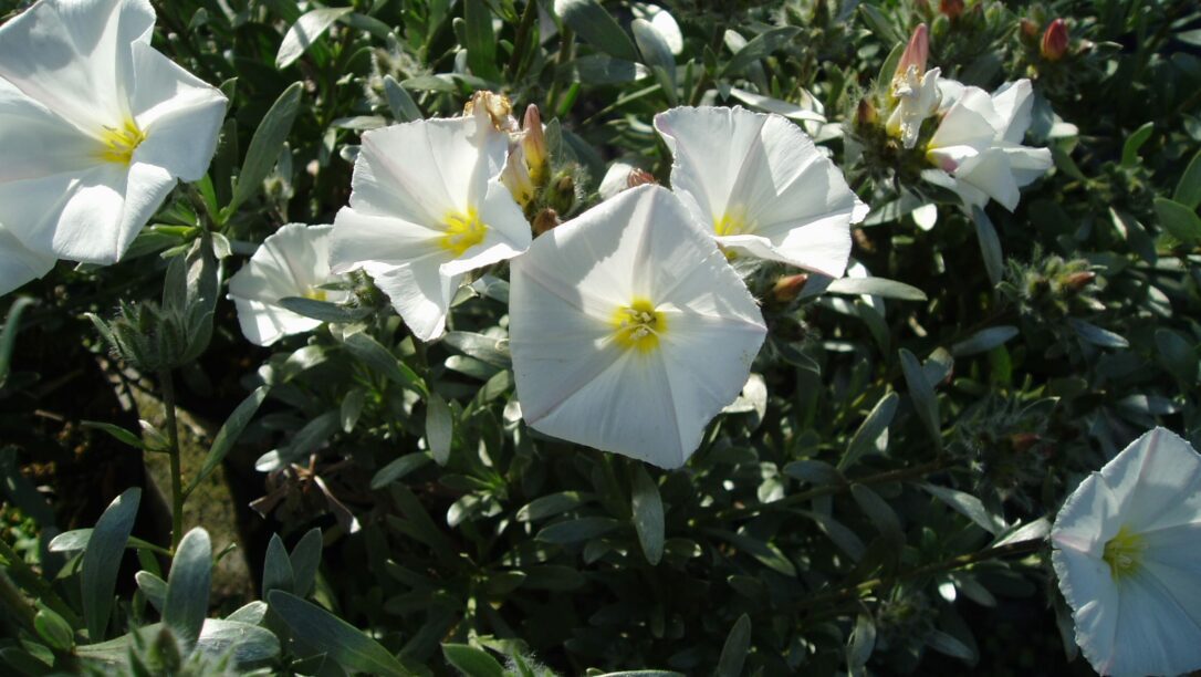 Convolvulus cneorum - Plant Profile | Hillier Garden Centres
