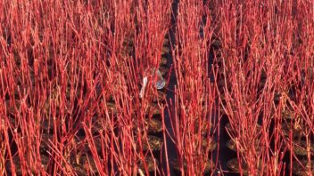 Cornus - Plant Profile | Hillier Garden Centres