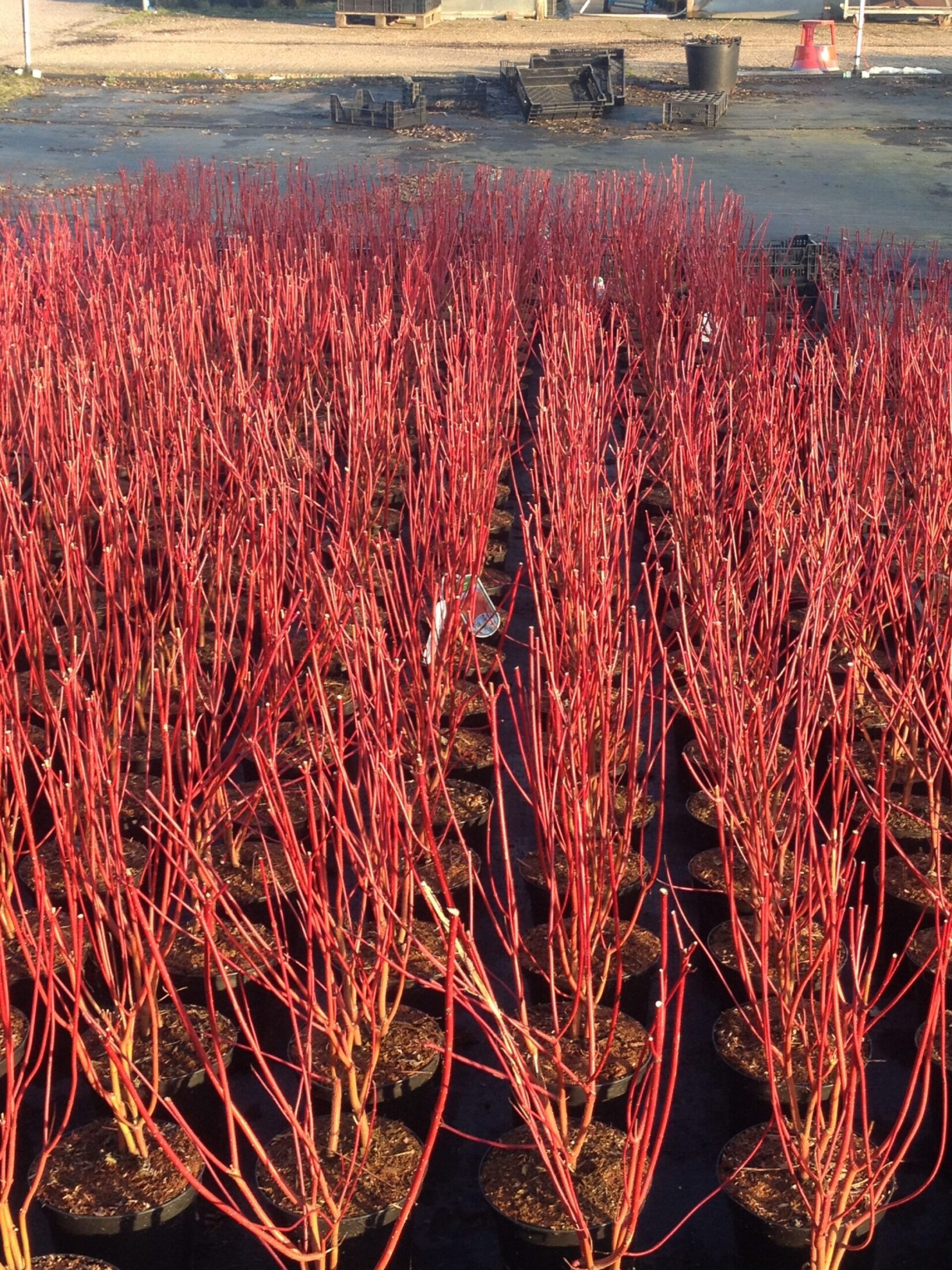 Cornus - Plant Profile | Hillier Garden Centres