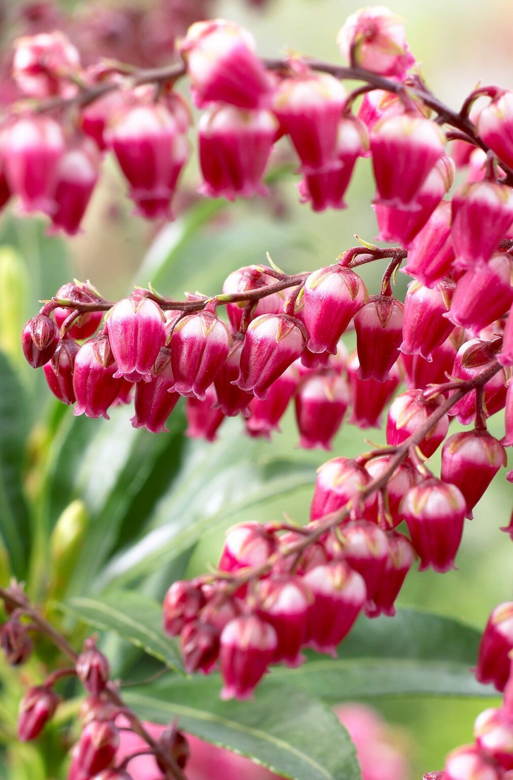 Plants | Seasonal British Grown Plants - Hillier