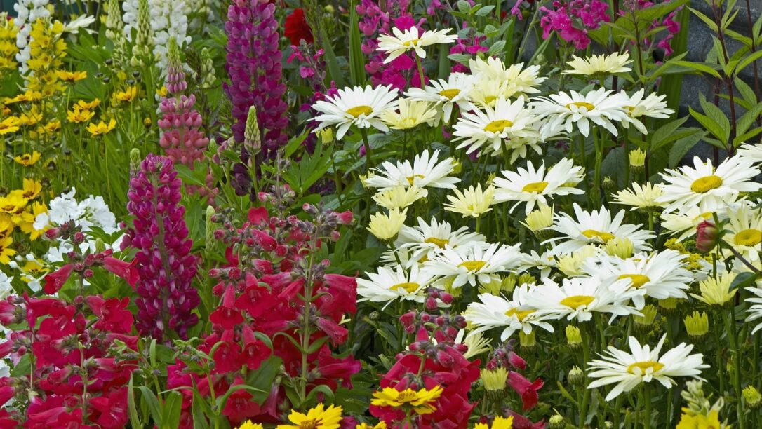 The Perfectly Maintained Summer Garden | Hillier Garden Centres