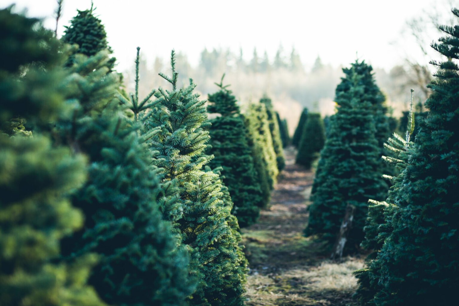 Real Christmas Trees for Sale at our Hillier Garden Centres