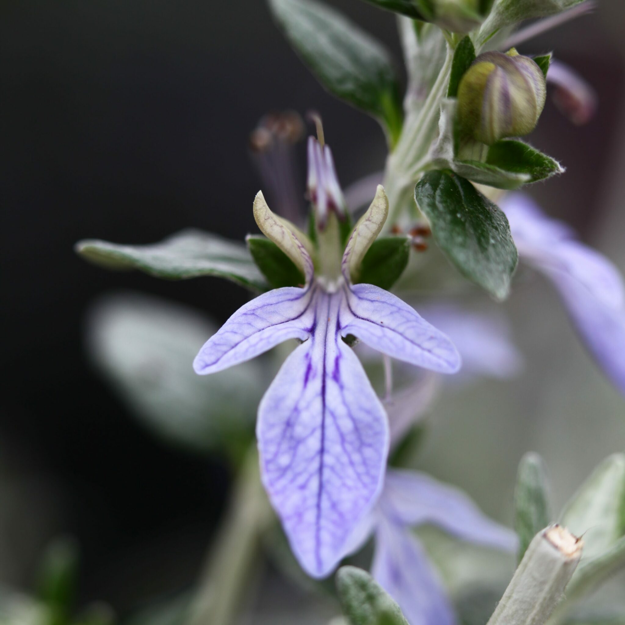 Plants | Seasonal British Grown Plants - Hillier
