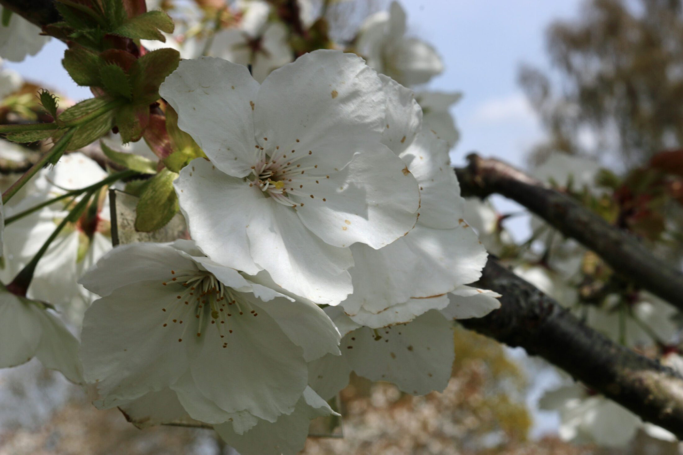 Cherry Tree - Plant Profile | Hillier Garden Centres