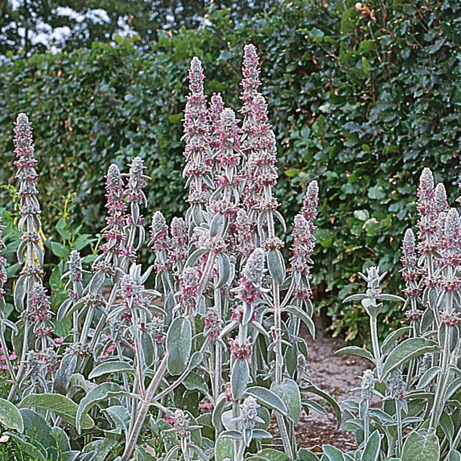 Plants | Seasonal British Grown Plants - Hillier