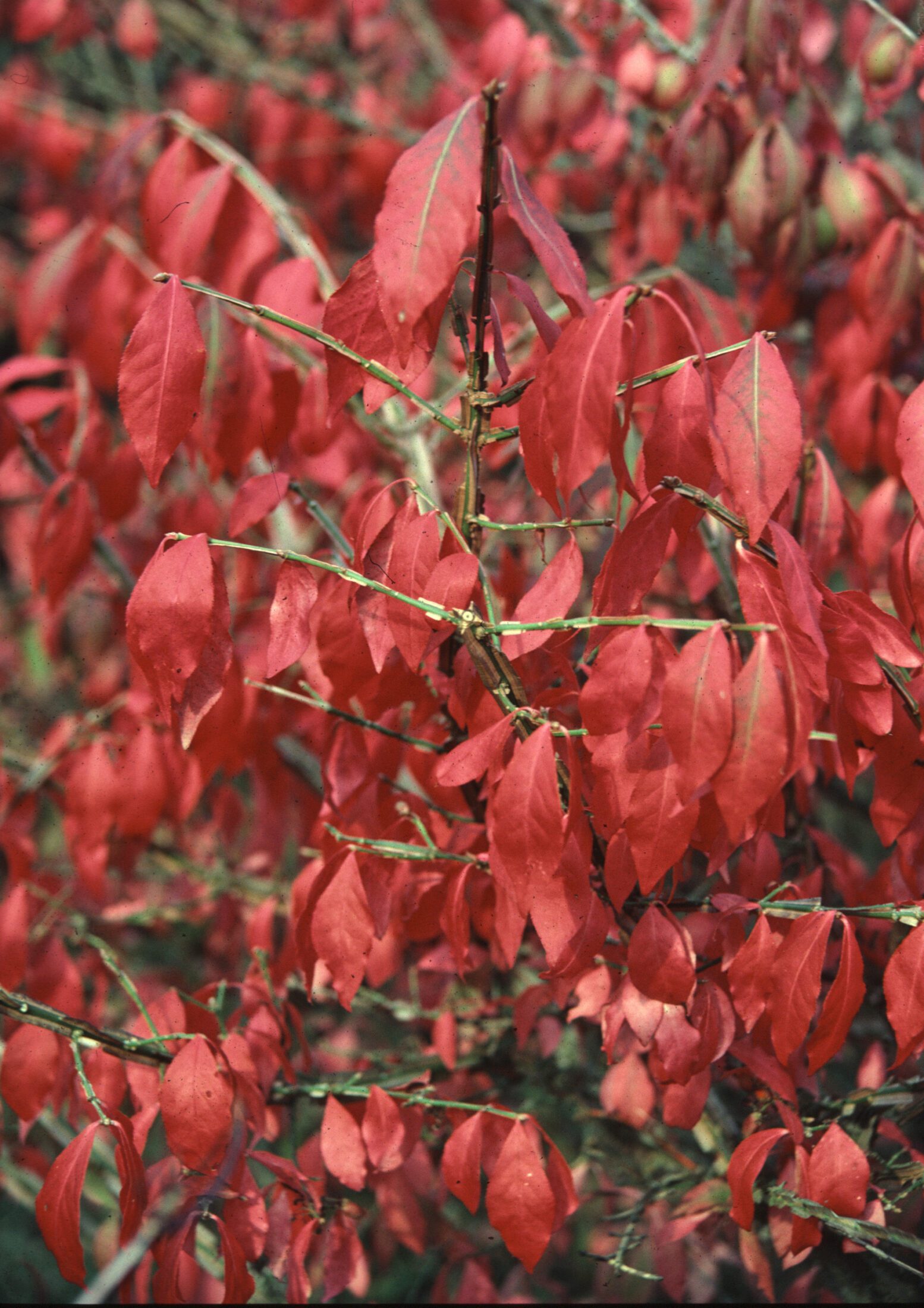 Euonymus alatus - Plant Profile | Hillier Garden Centres