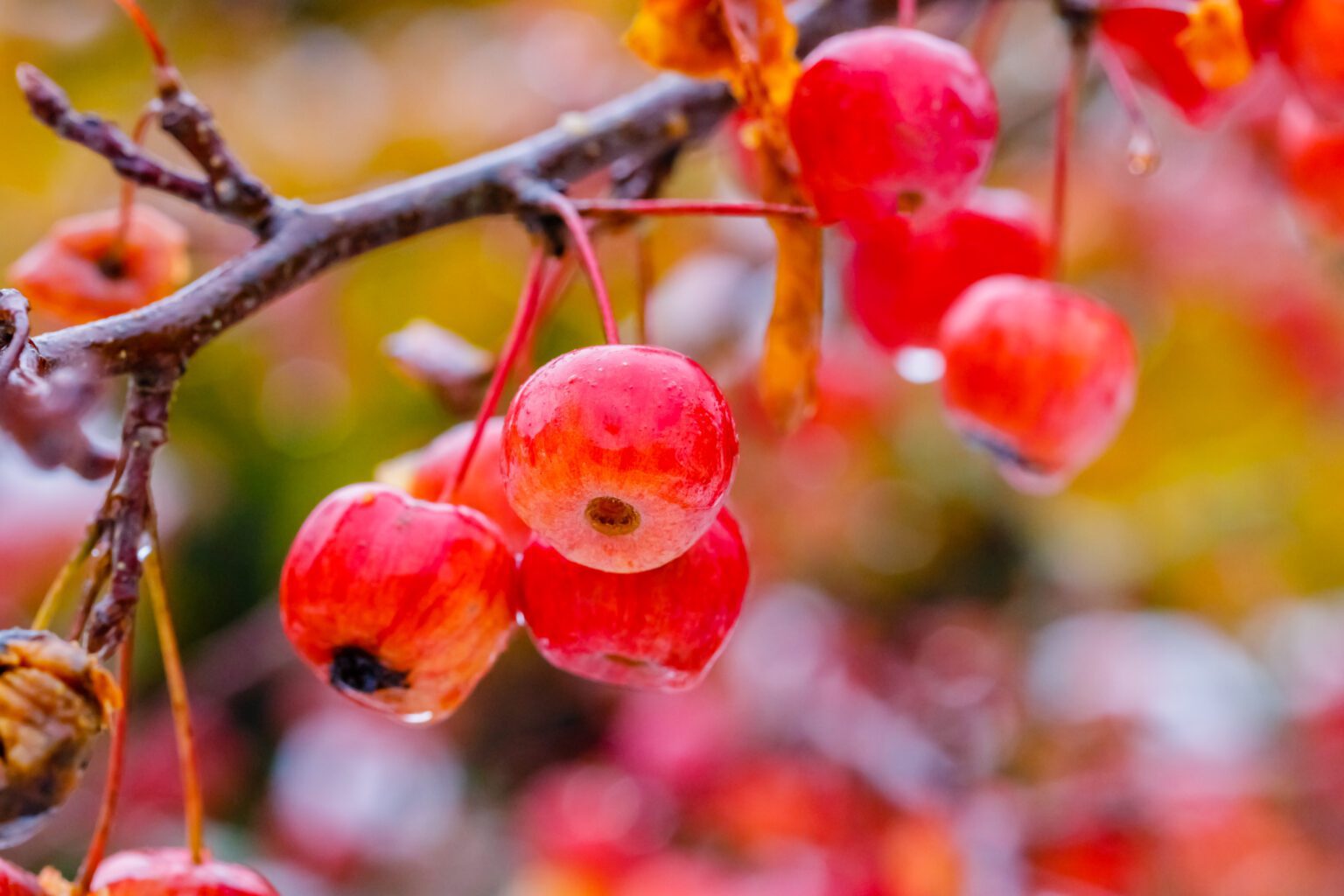 Four Favourite Malus Trees | Hillier Garden Centres