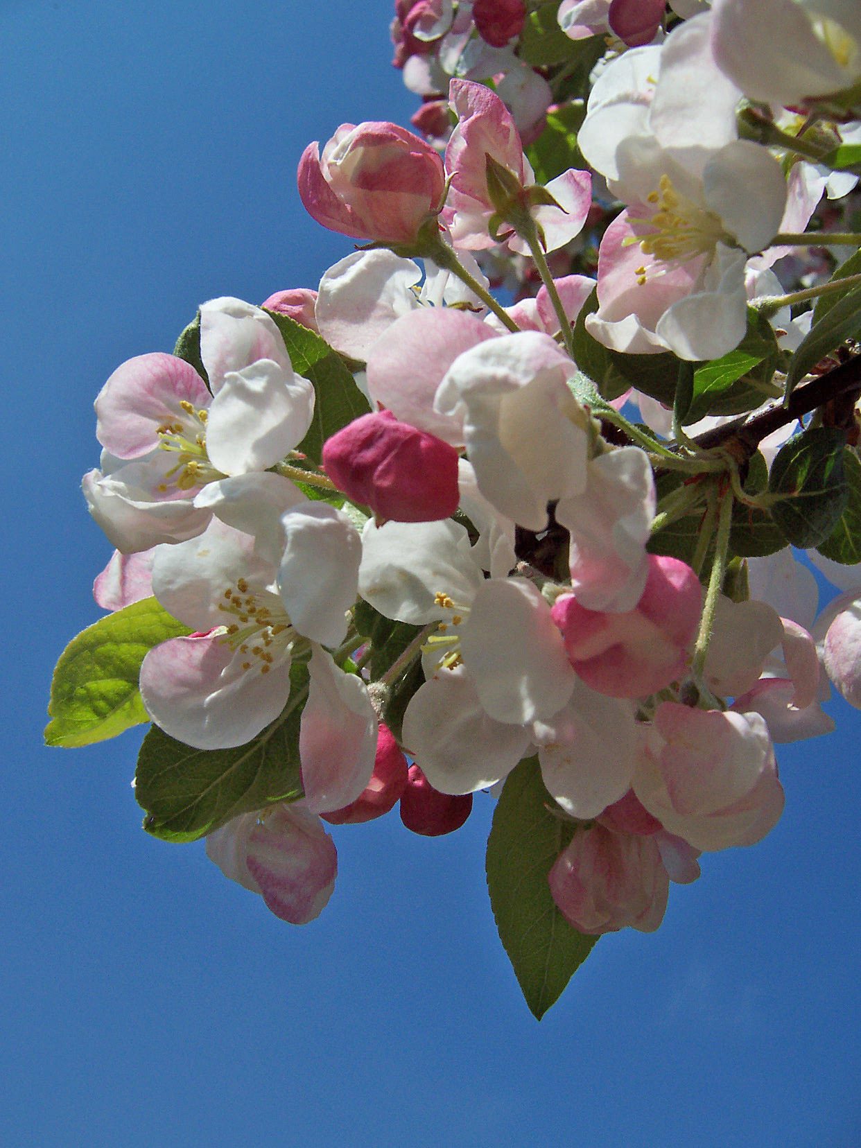 Four Favourite Malus Trees | Hillier Garden Centres