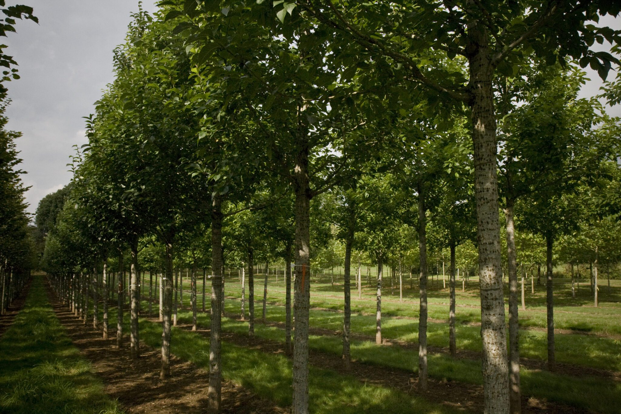 Ulmus 'New Horizon' - Tree Profile | Hillier Garden Centres