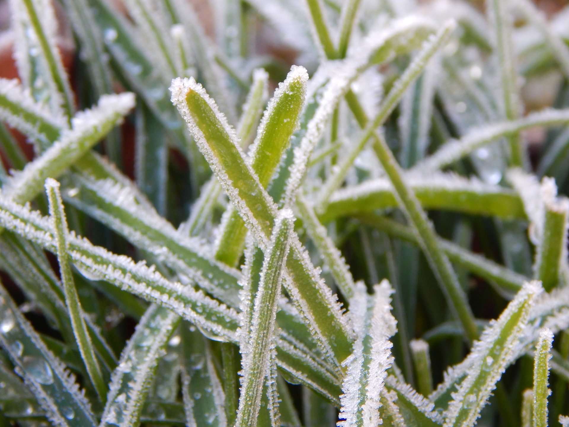 Can You Cut Grass Before or After a Frost? | Hillier Garden Centres