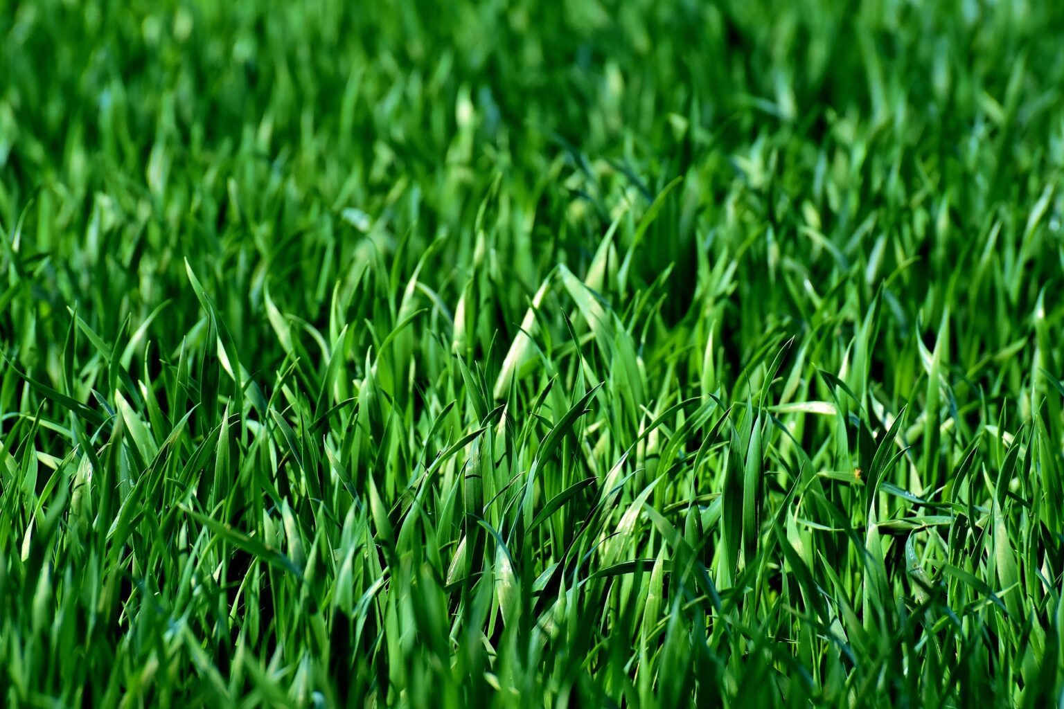 Can You Cut Grass Before or After a Frost? | Hillier Garden Centres
