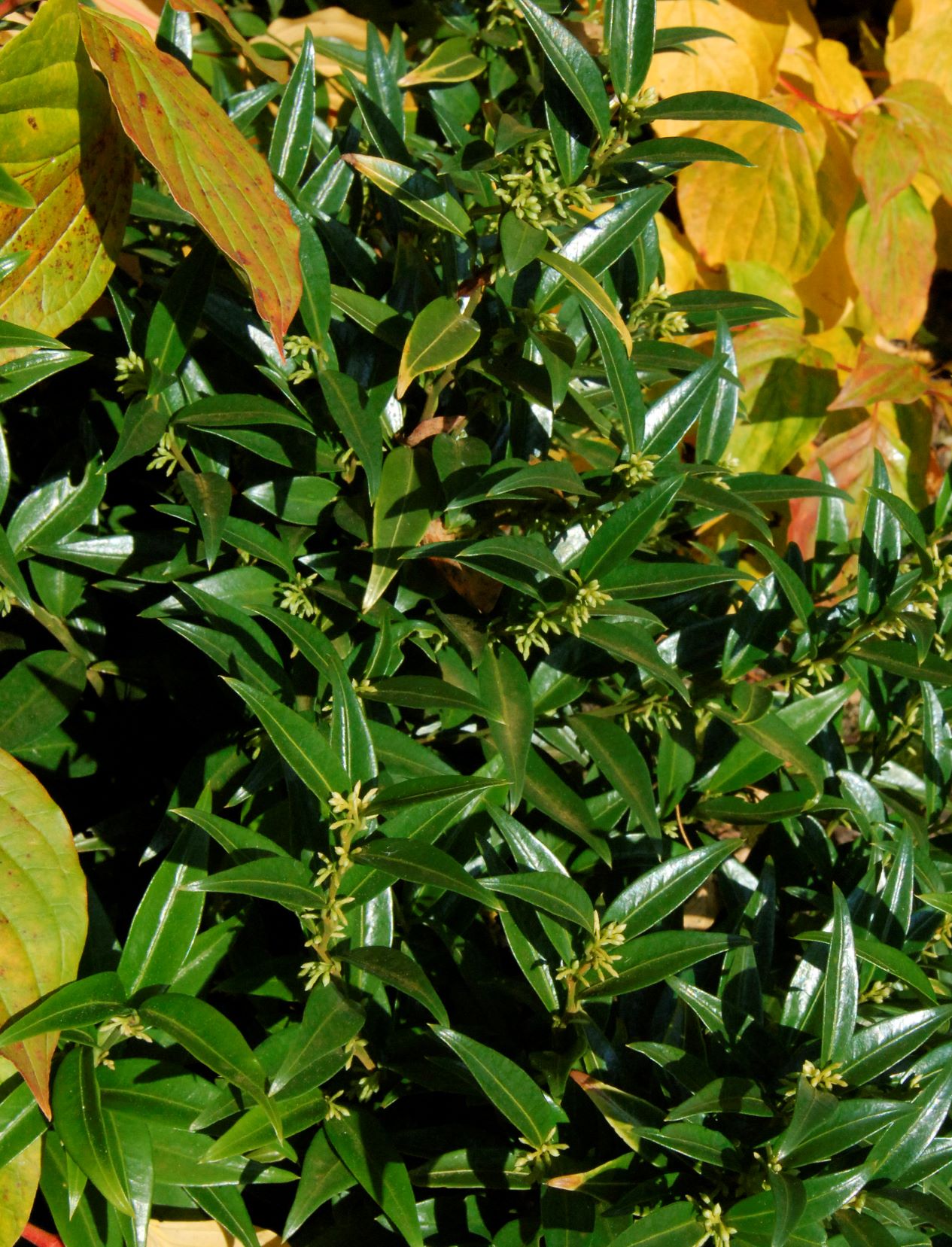 Sarcococca - Plant Profile | Hillier Garden Centres