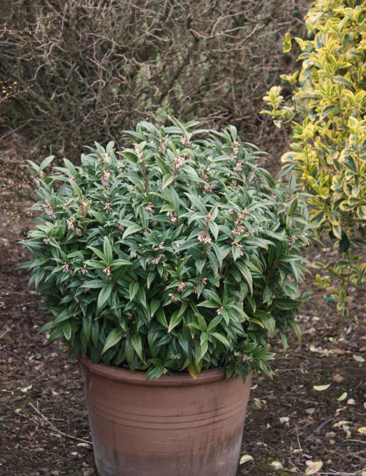 Sarcococca - Plant Profile | Hillier Garden Centres