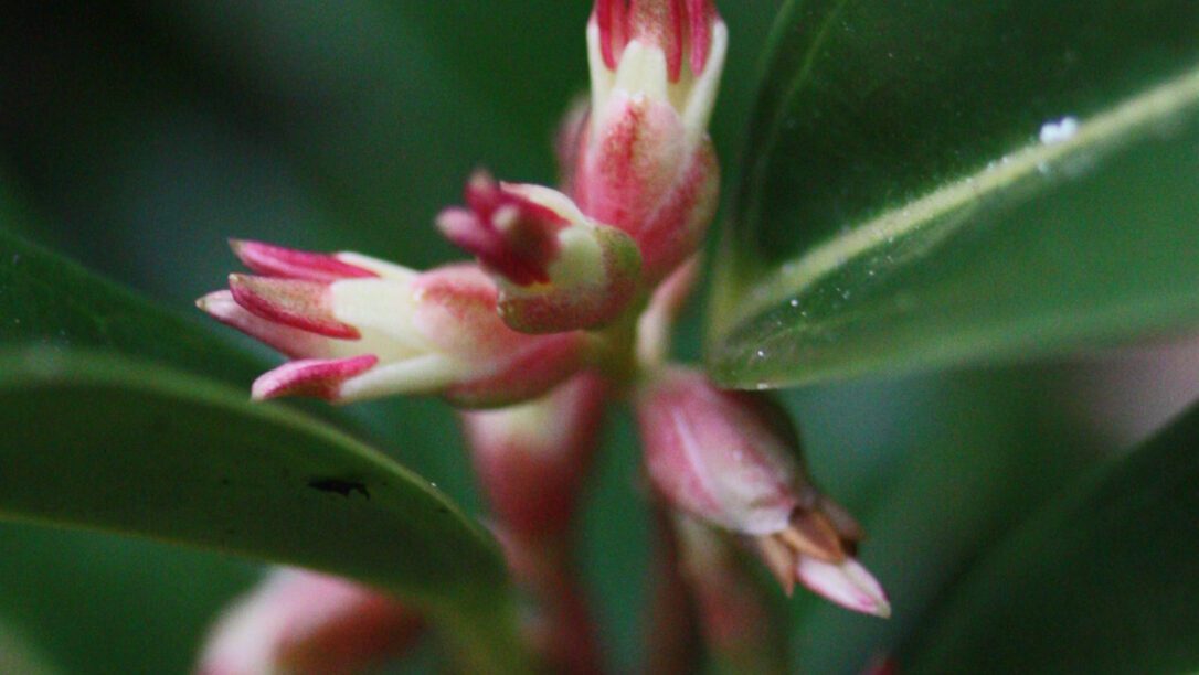 Sarcococca - Plant Profile | Hillier Garden Centres