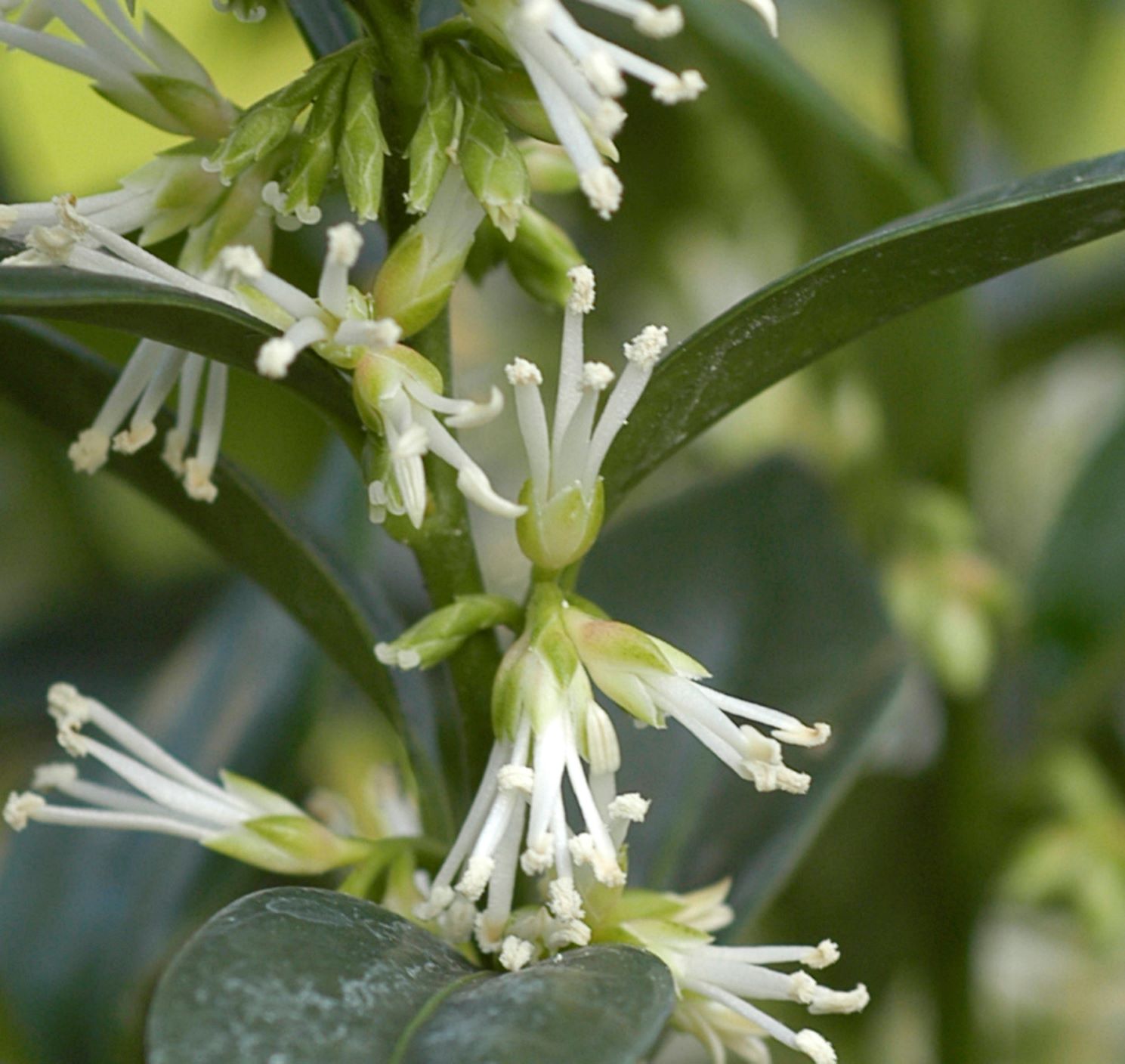 Sarcococca - Plant Profile | Hillier Garden Centres