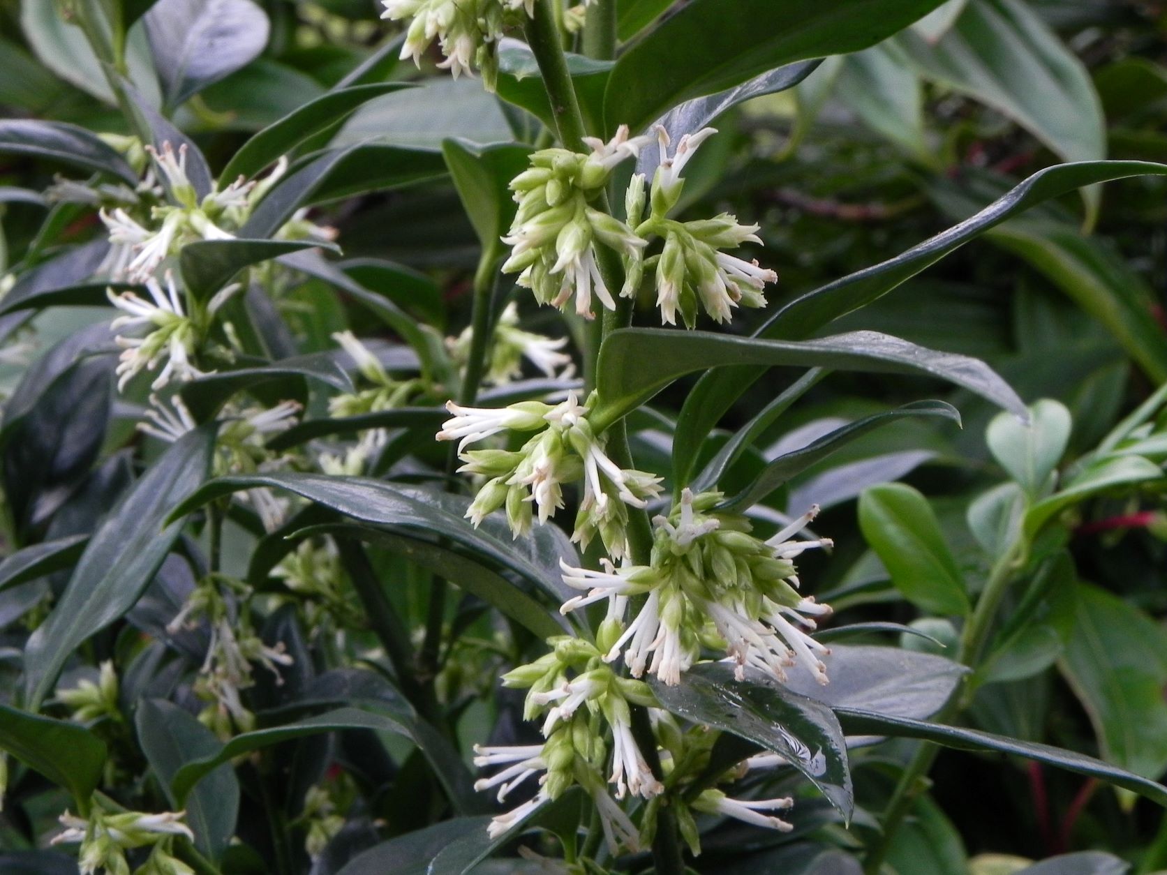 Sarcococca - Plant Profile | Hillier Garden Centres