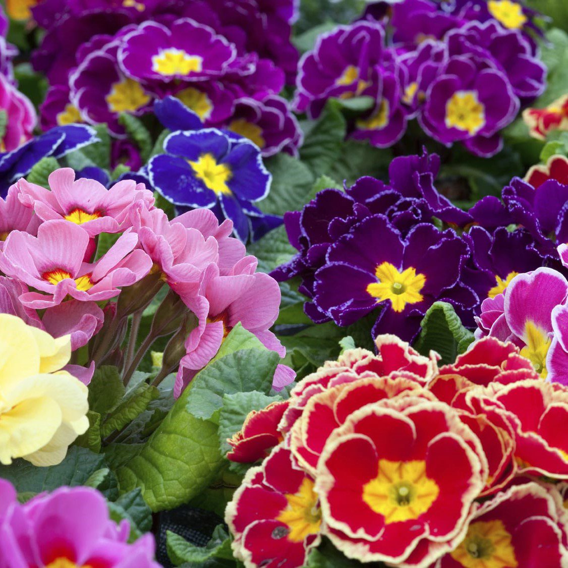 Hillier Garden Centre in Banbury, Oxfordshire