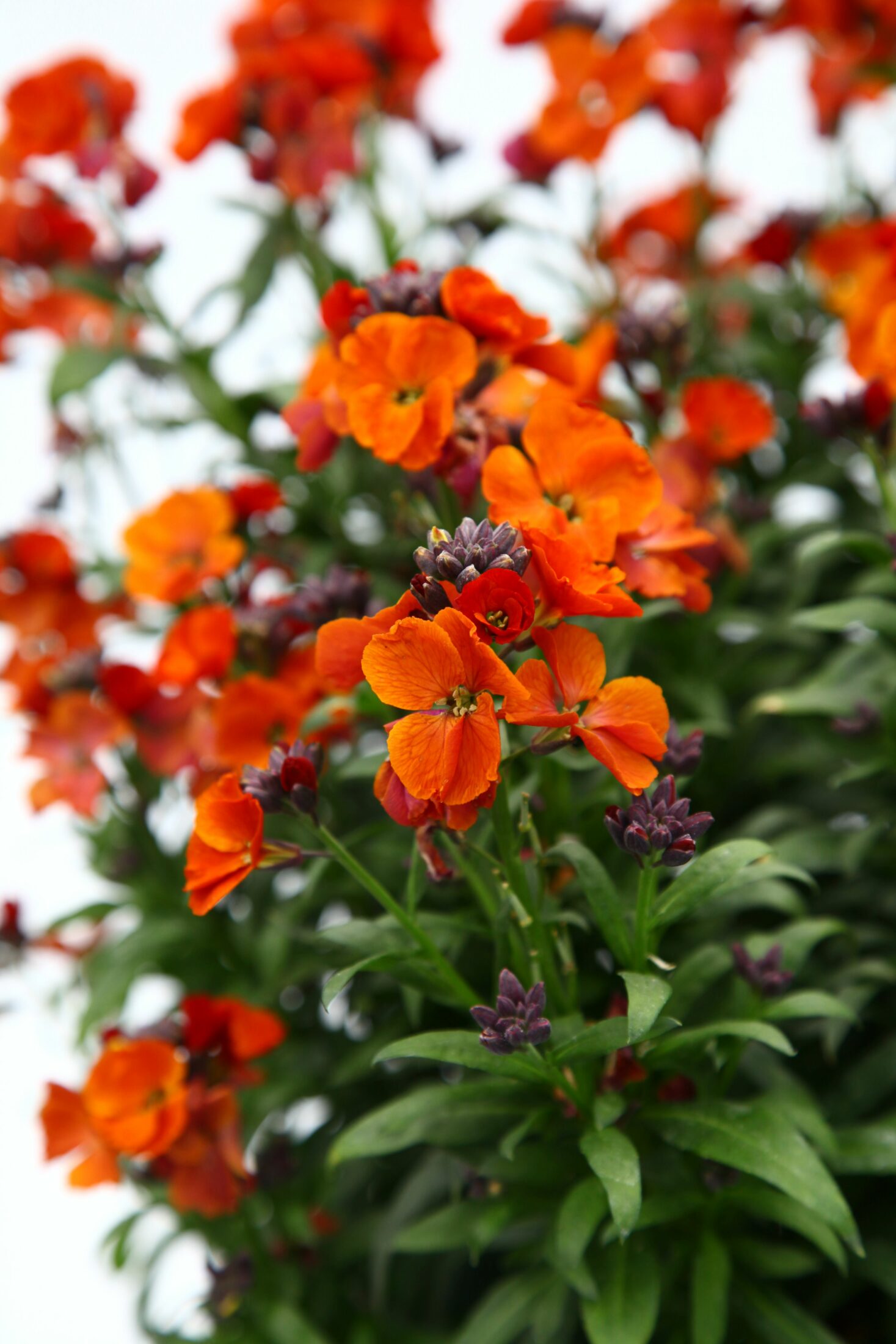 Erysimum 'Colour Vibe' - New Plant | Hillier Garden Centres