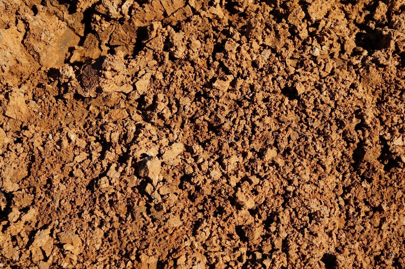 Best Plants for Clay Soil | Hiller