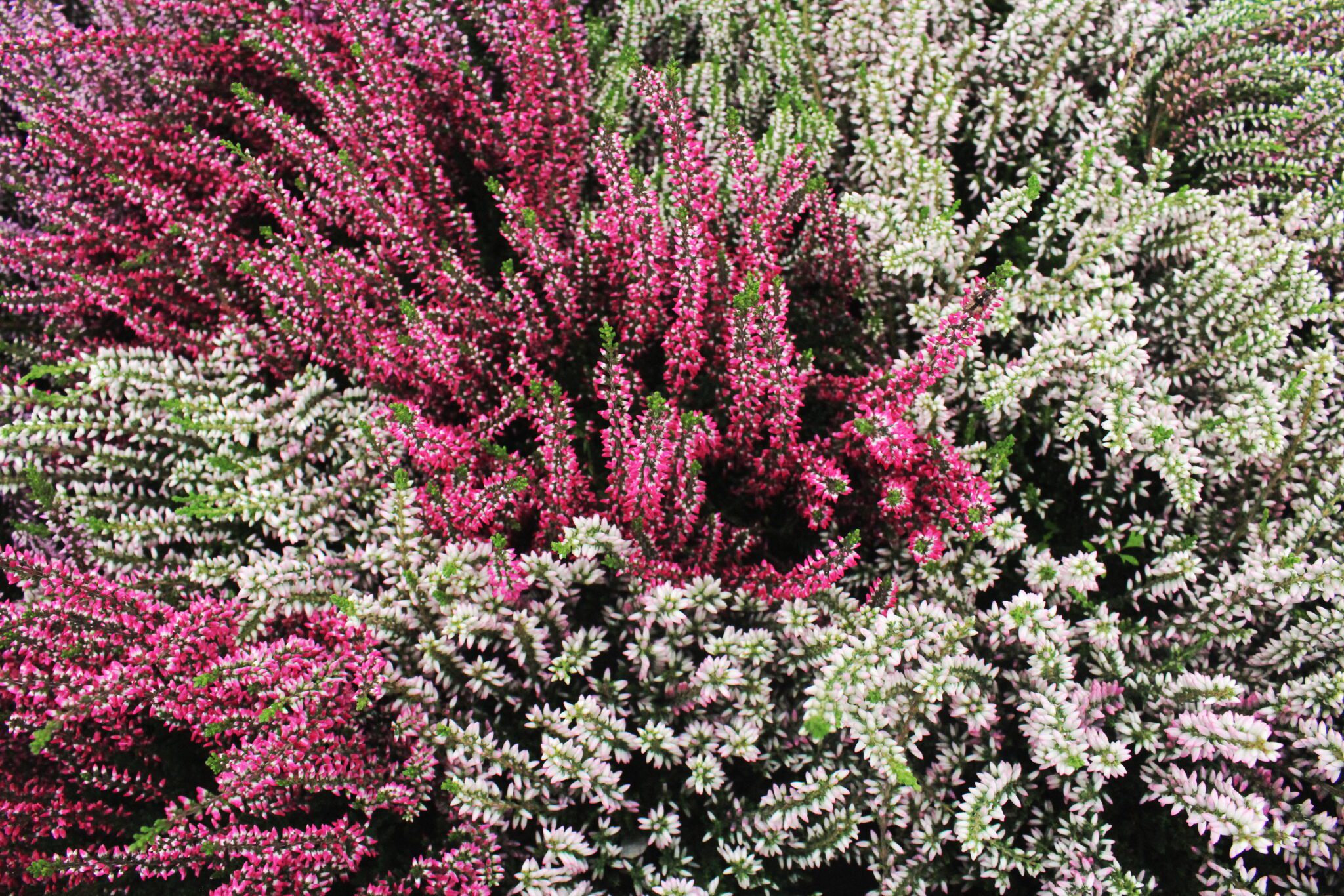Calluna Vulgaris - Plant Profile | Hillier Garden Centres