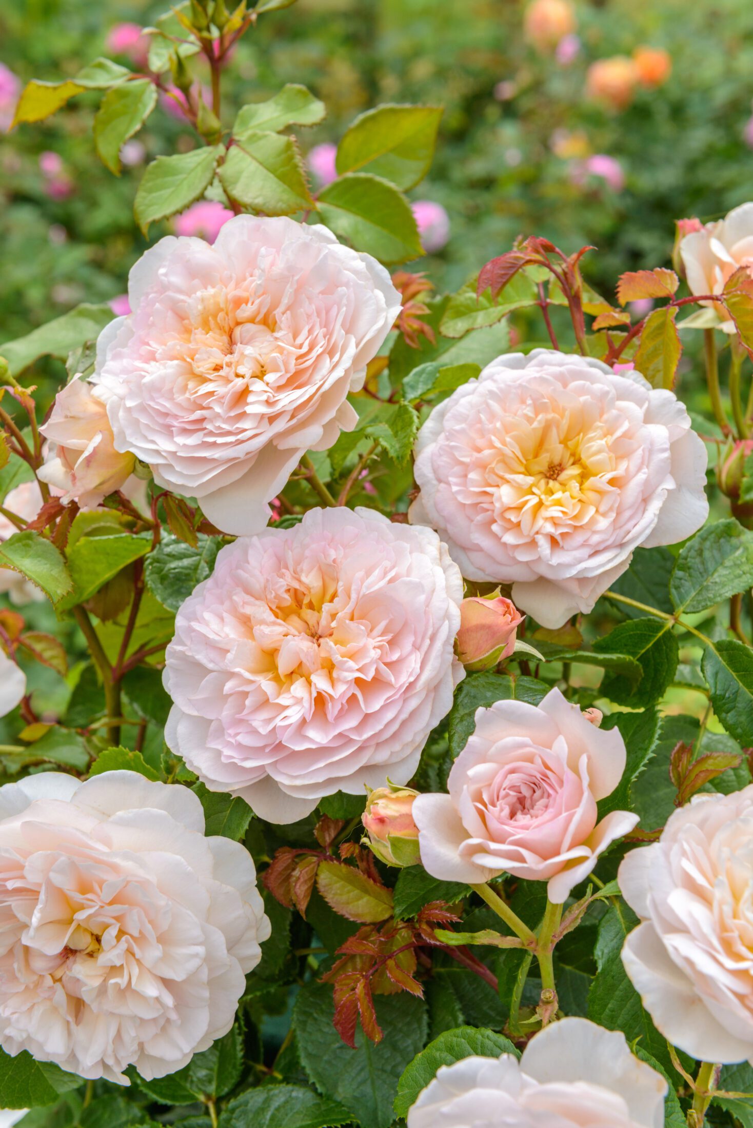 Rose - Plant Profile | Hillier Garden Centres