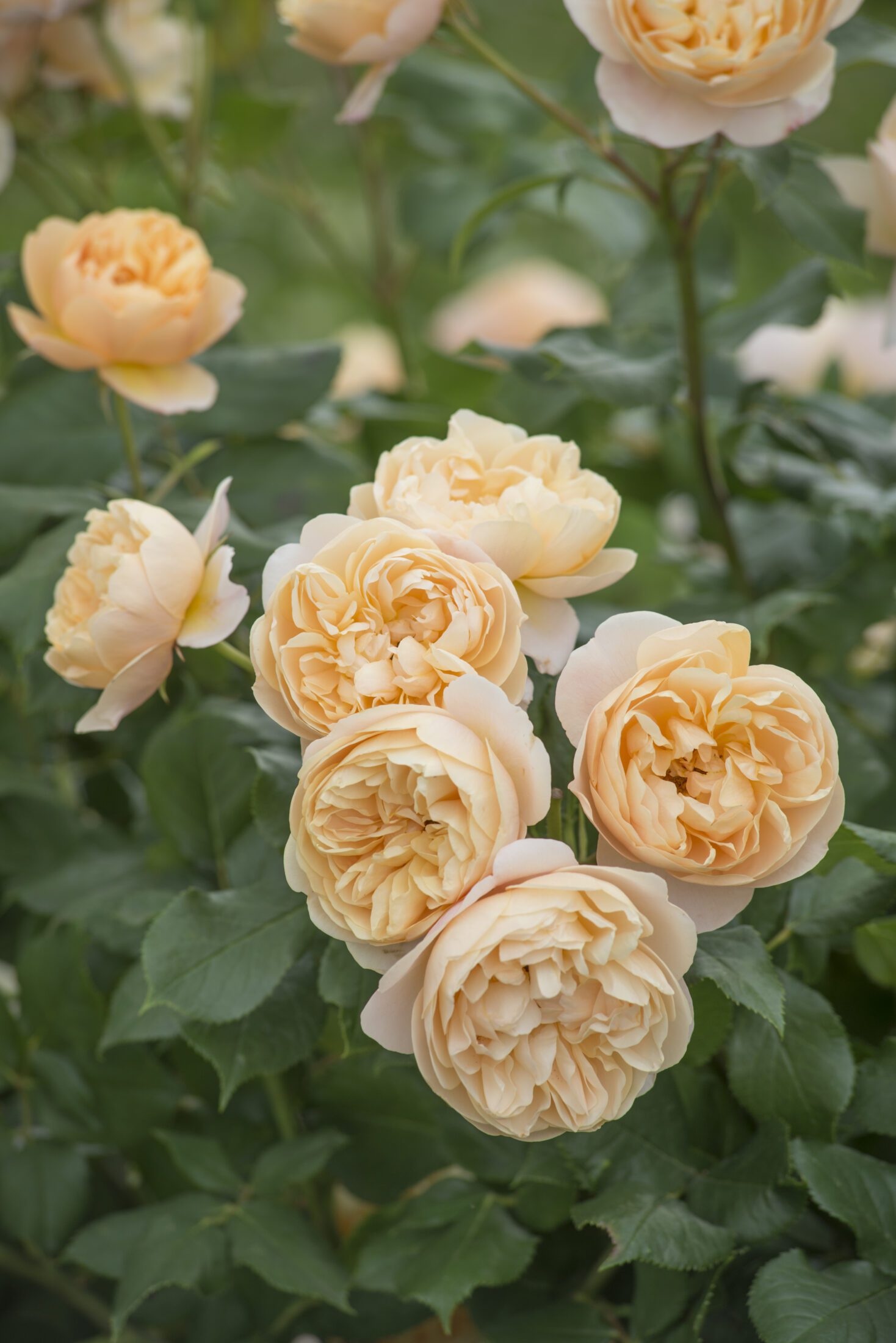 Rose - Plant Profile | Hillier Garden Centres