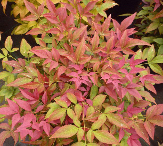 Nandina | Plant Profile