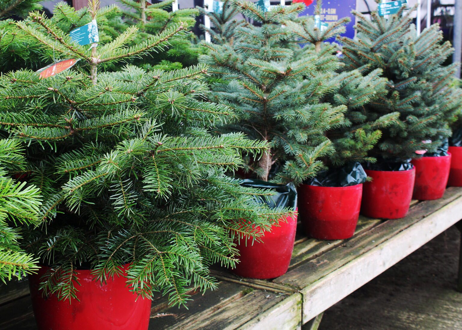 Real Christmas Trees - Now available in our Hillier Garden Centres