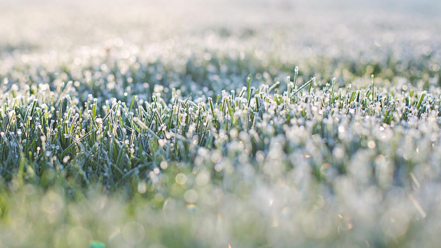 Your January Garden: January Gardening Tips & Advice | Hillier