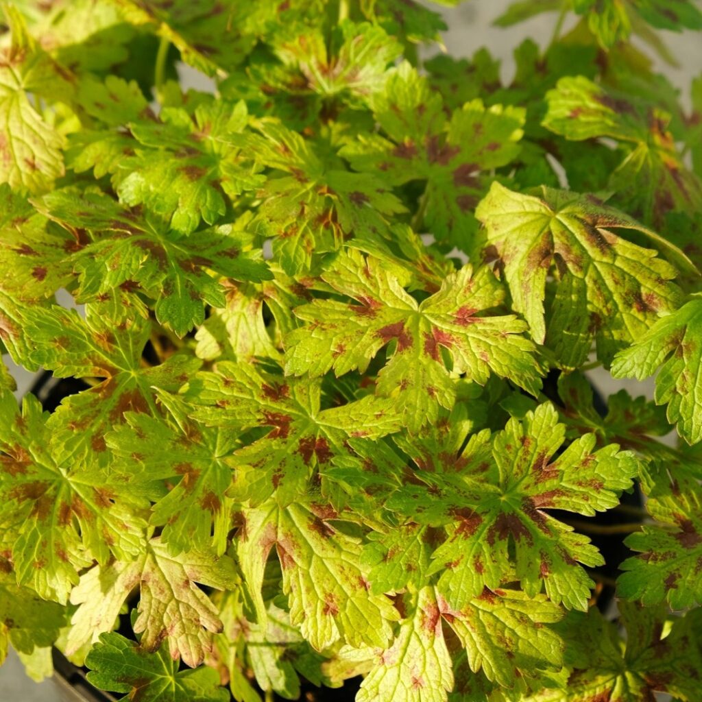 Plants | Seasonal British Grown Plants - Hillier