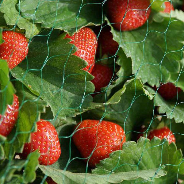 Protective Garden Netting For Fruit And Vegetable Plants – 2m x 5m