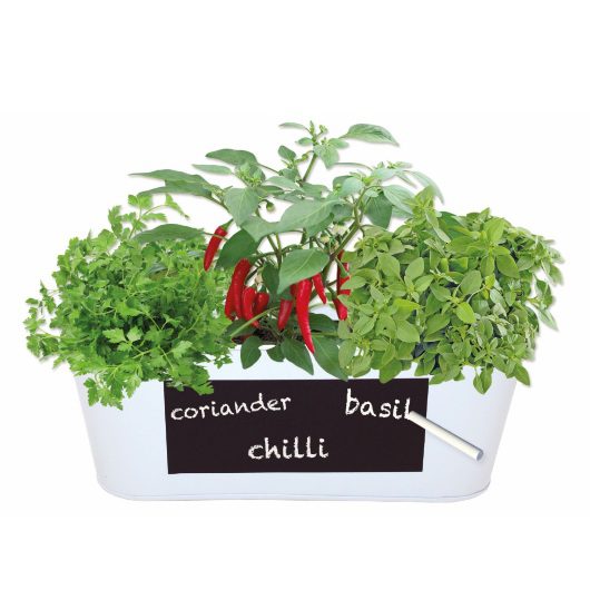 Indoor Flavours Spicy & Aromatic Chilli & Herb Grow Kit