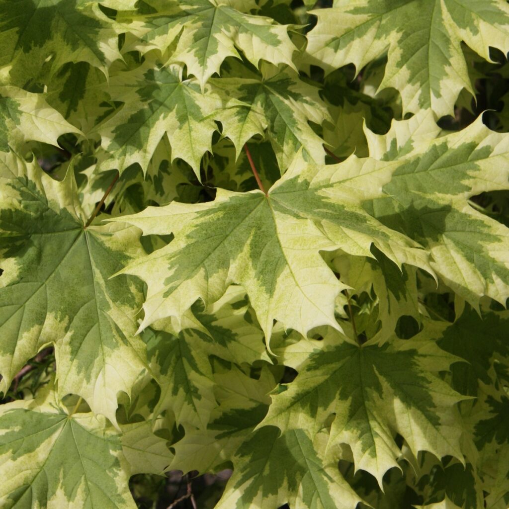 Plants | Seasonal British Grown Plants - Hillier