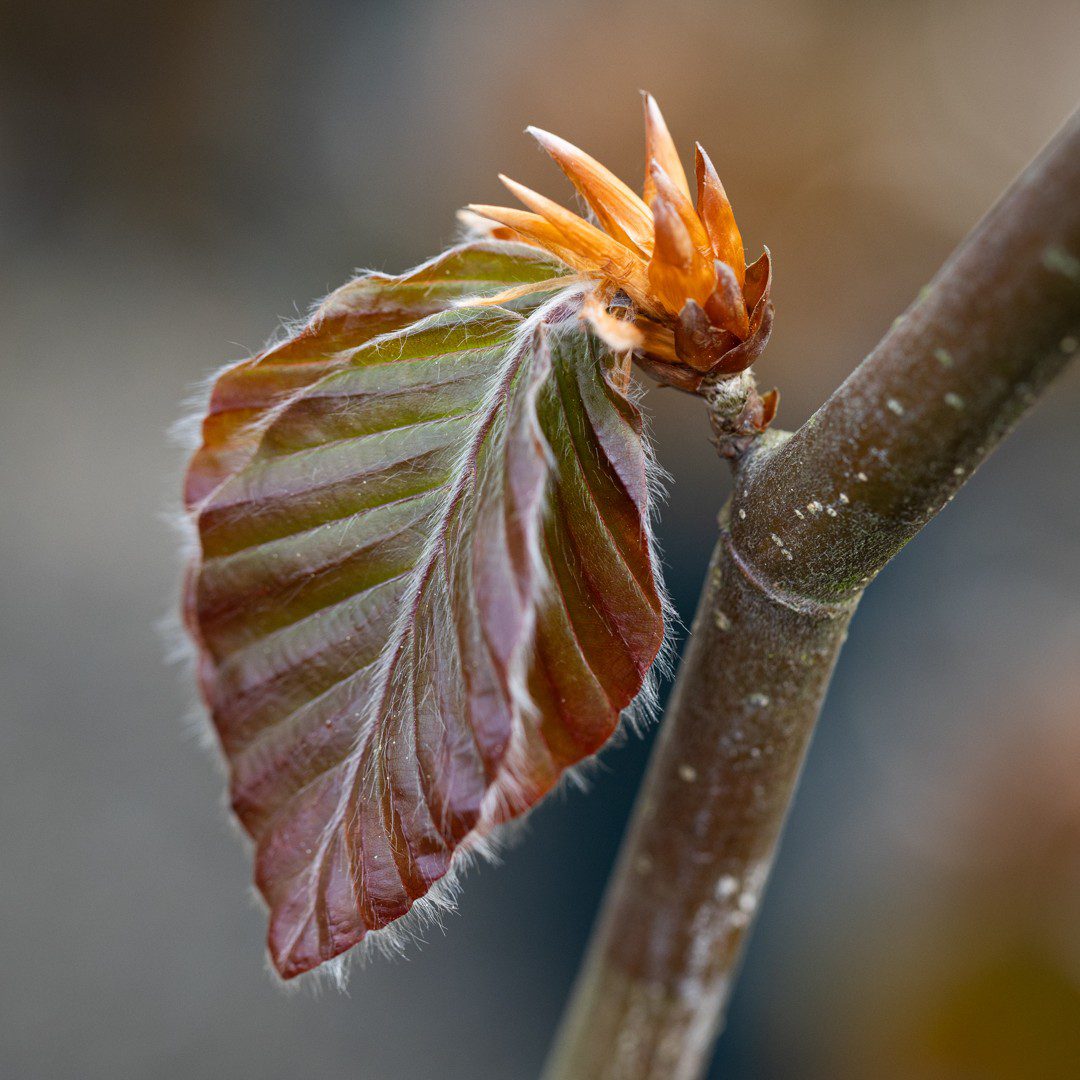 Fagus sylvatica 'Purple Fountain' Beech Tree