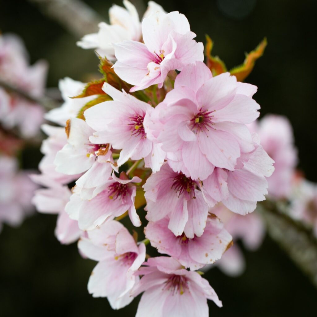 Prunus 'Beni-yutaka' Japanese Flowering Cherry Tree
