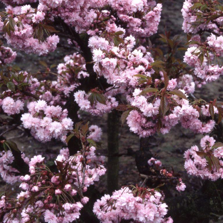 Prunus 'Kiku-shidare-zakura' Japanese Flowering Cherry Tree