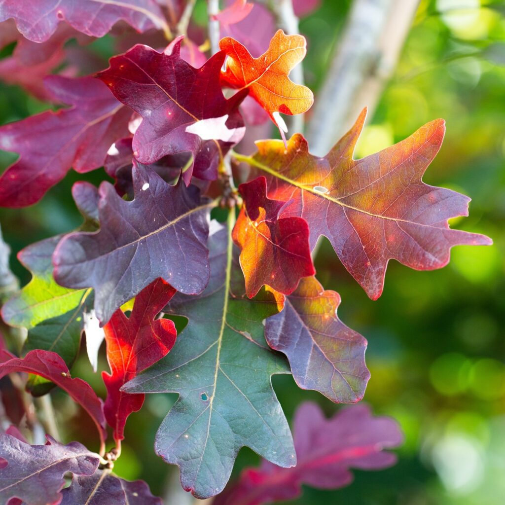 Quercus robur English Oak Tree