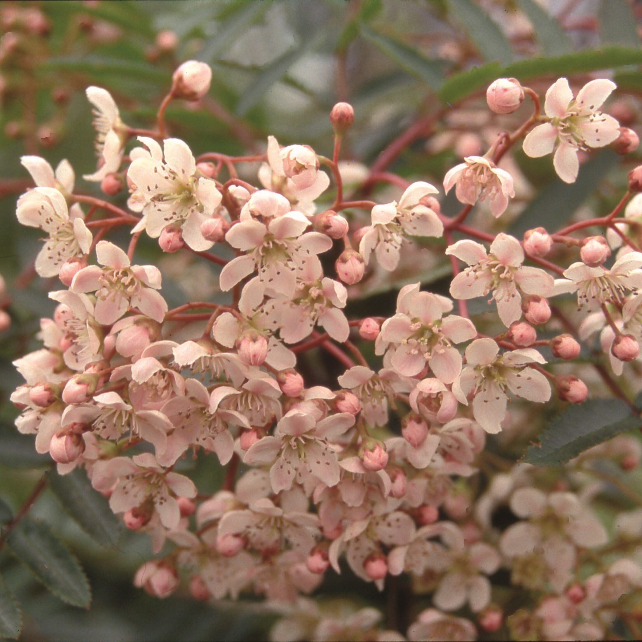 Sorbus cashmiriana Rowan Tree