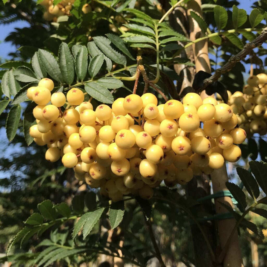 Sorbus 'Joseph Rock' Rowan Tree
