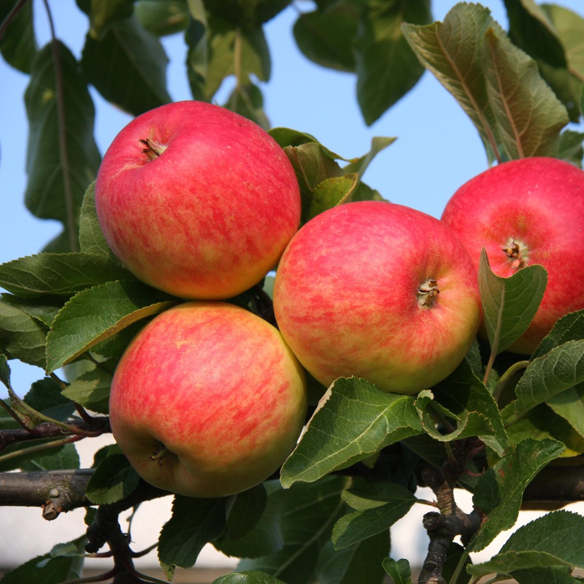 Apple Red Falstaff Bush Fruit Tree