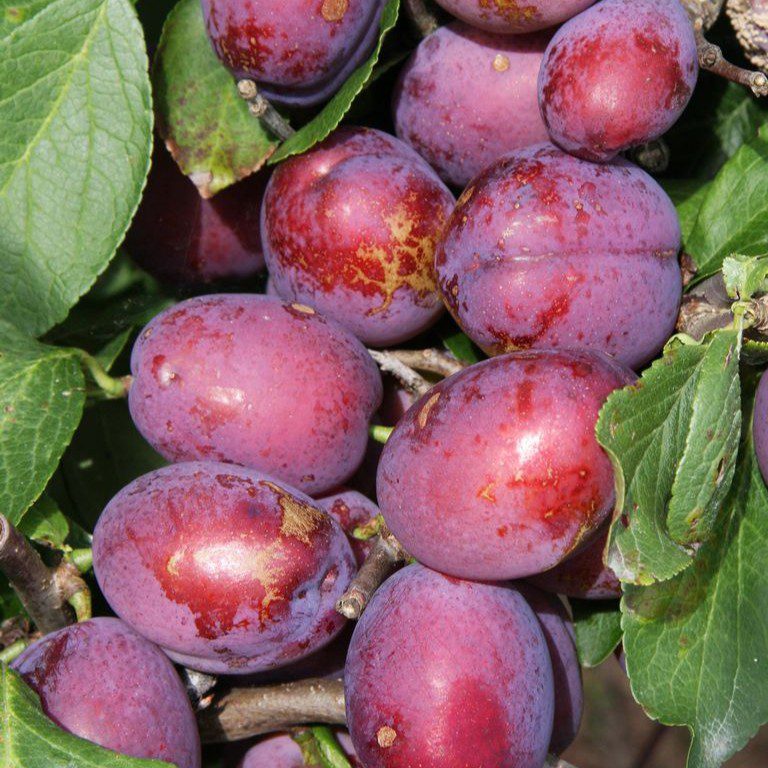 Plum Jubilee Bush Fruit Tree