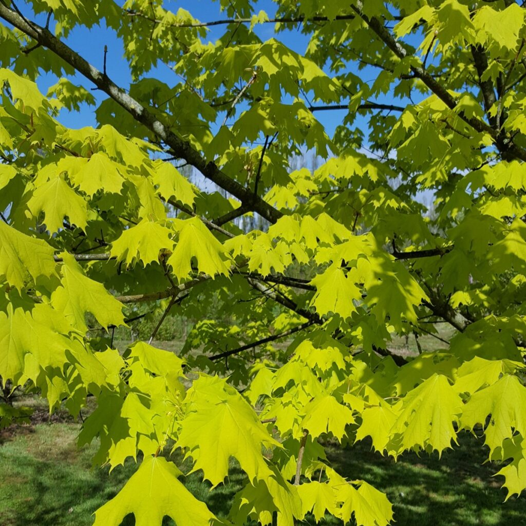 Acer platanoides 'Princeton Gold' Golden Maple Tree